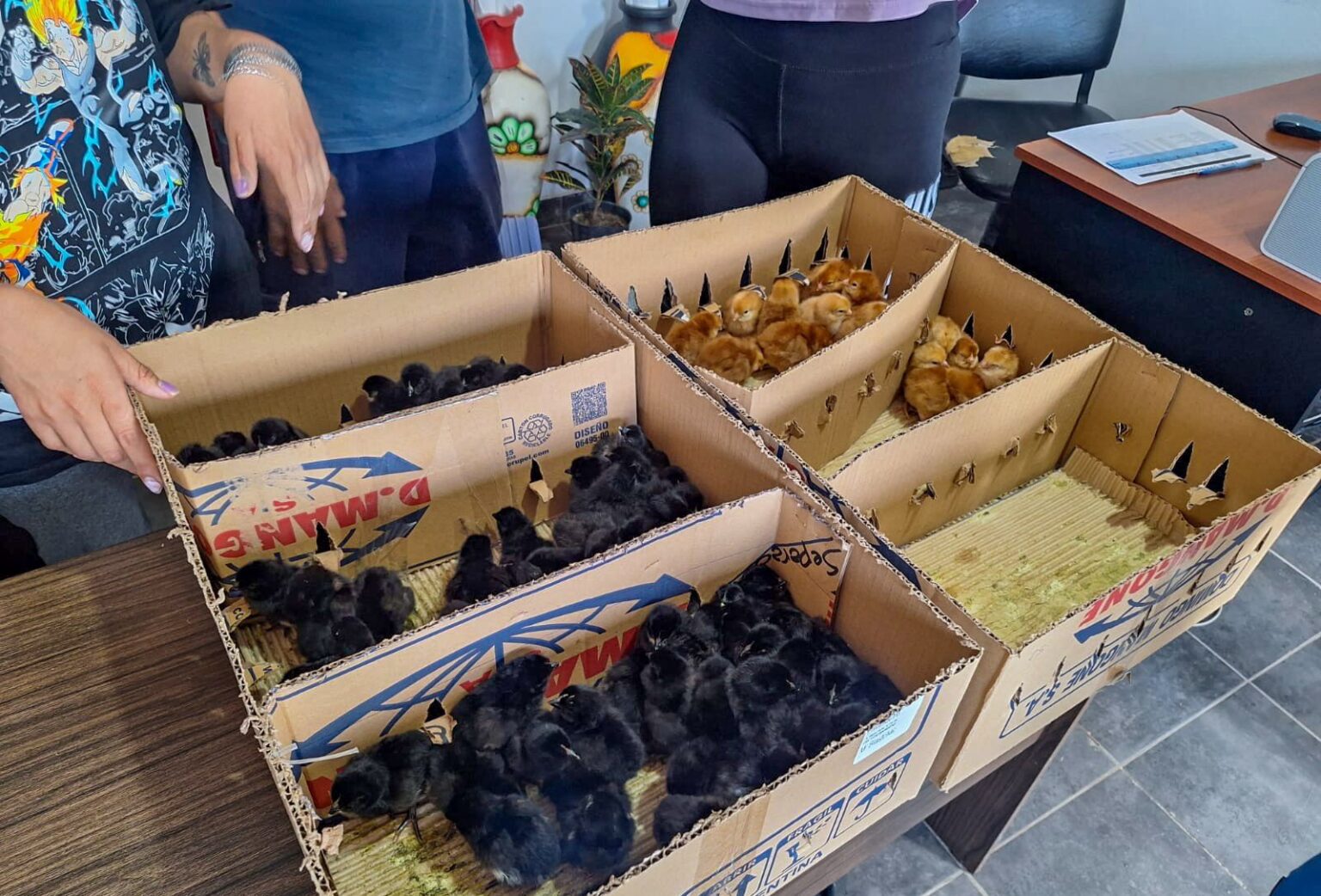 El Municipio fortalece la reactivación de la cadena avícola con una ...